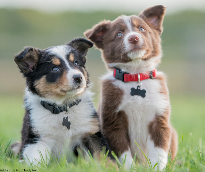 Smoken Dakota Kennels In Sioux Falls SD | Training Classes