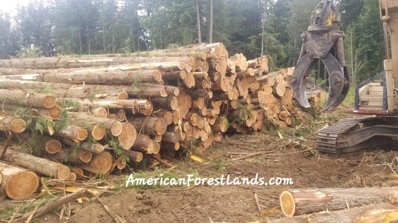 American Forest Lands Washington Logging Company LLC In Maple Valley ...